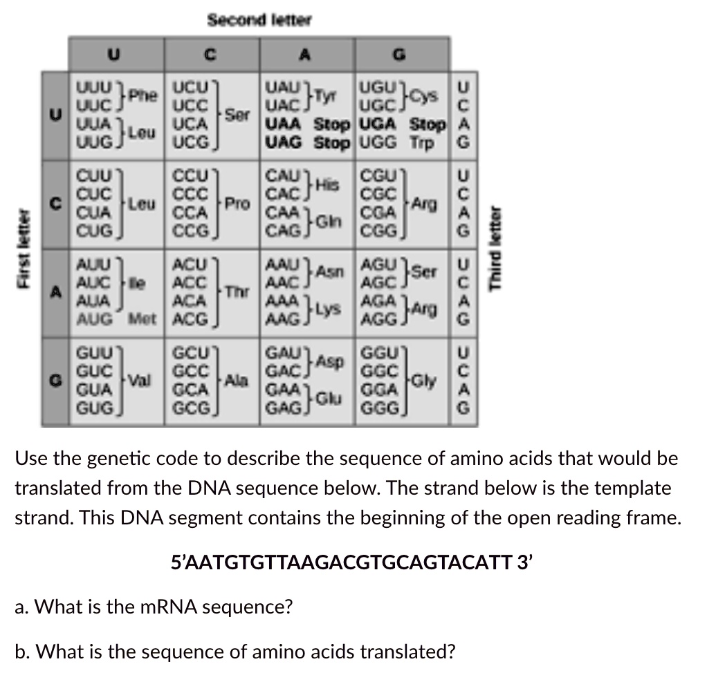 SOLVED: Use the genetic code to describe the sequence of amino acids ...