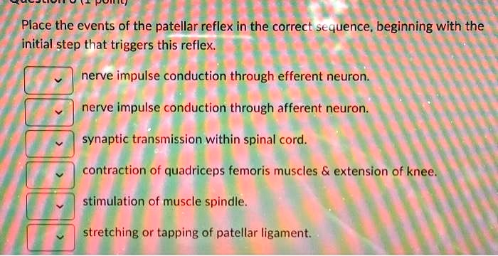 Place the events of the patellar reflex in the correct sequence, beginning with the initial step ...