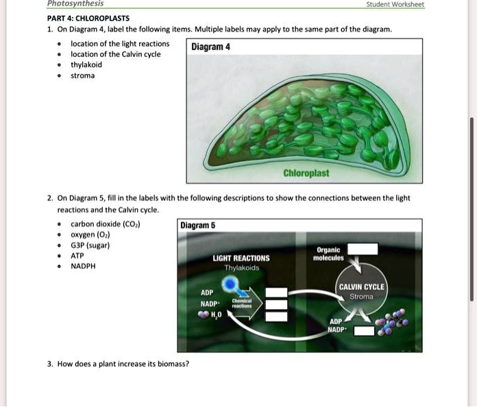 Photosynthesis PART 4: CHLOROPLASTS Student Worksheet 1. On Diagram 4 ...