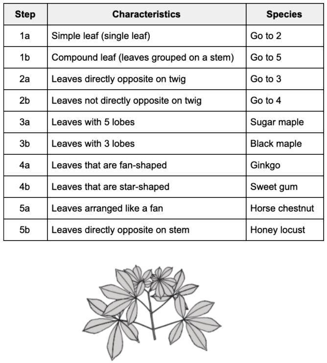 based on the dichotomous key what type of tree did this leaf come from ...
