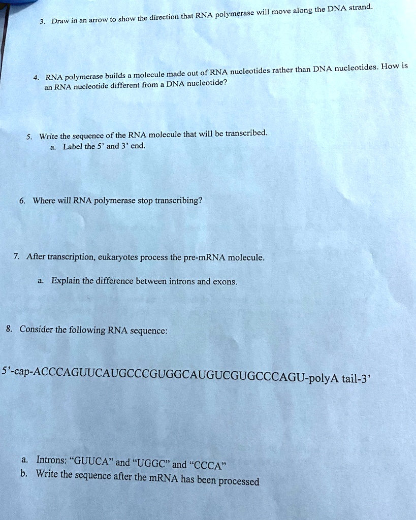 SOLVED:polymerase will move along the DNA strand: Draw in an arTow tO ...