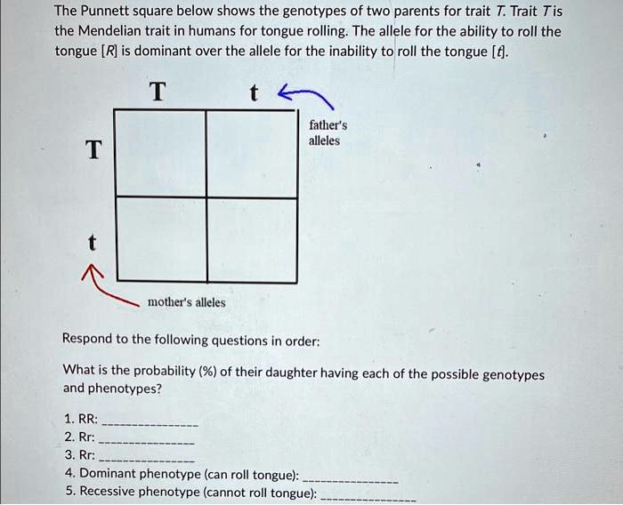 the punnett square below shows the genotypes of two parents for trait t ...