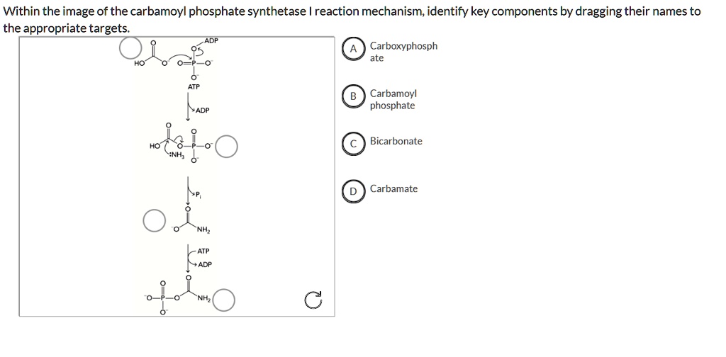 SOLVED: Texts: Within the image of the carbamoyl phosphate synthetase I ...