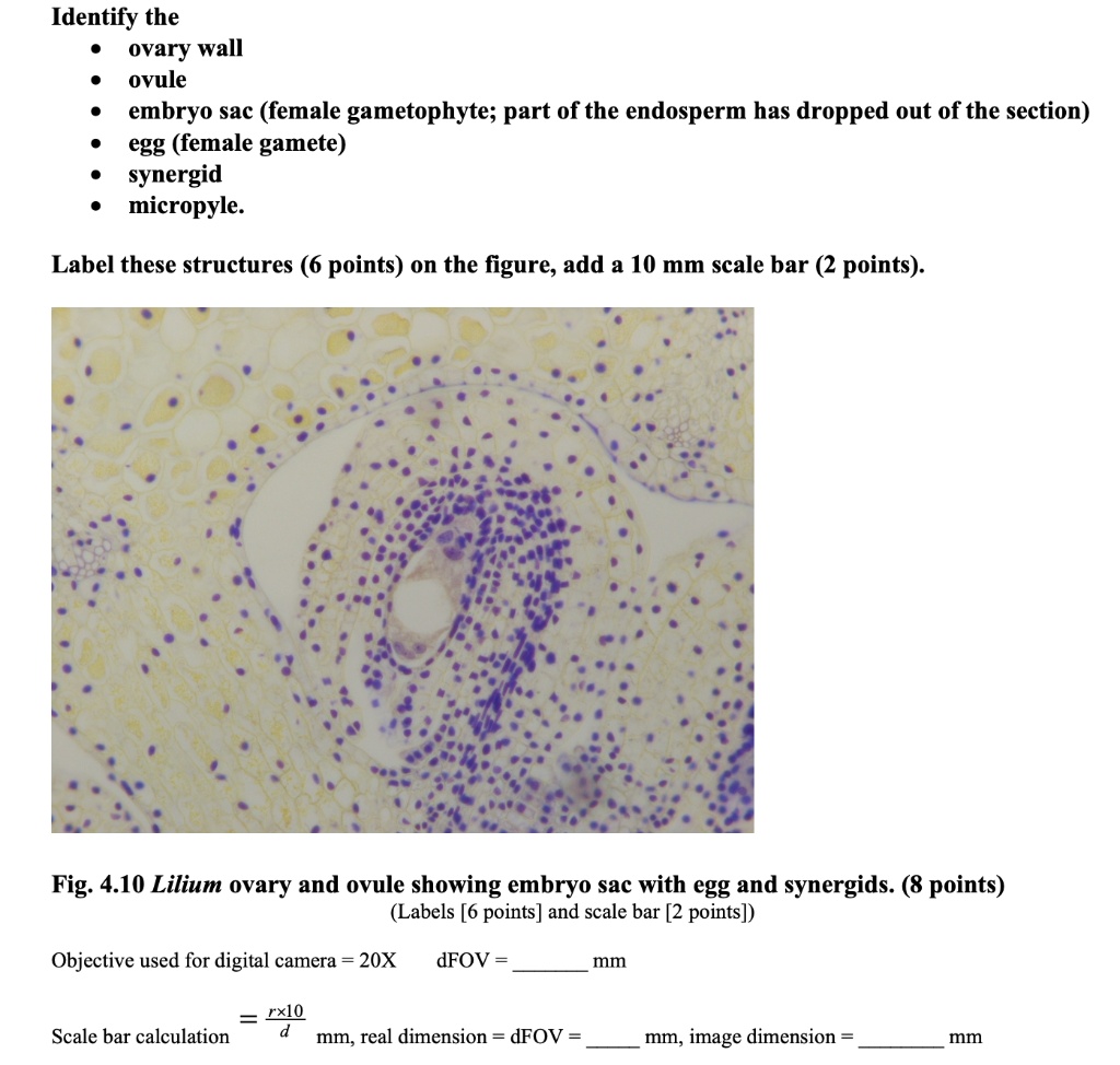 SOLVED: Identify the ovary wall, ovule, embryo sac (female gametophyte ...