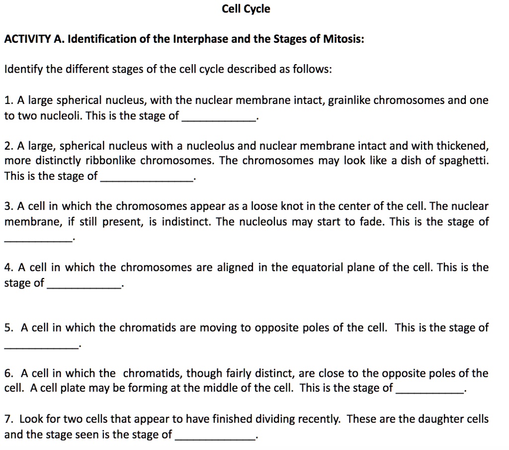 SOLVED: Cell Cycle ACTIVITY A. Identification of the Interphase and the ...