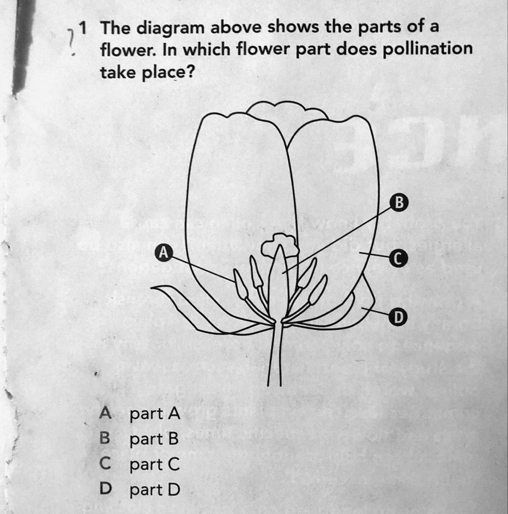 1 The diagram above shows the parts of a flower. In which flower part ...