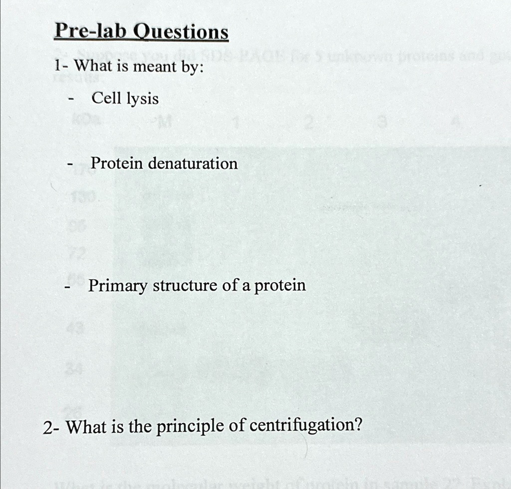 SOLVED: Pre-lab Questions 1- What is meant by: Cell lysis Protein denaturation Primary structure ...