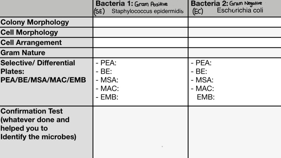 Solved Please Fill Out The Following Table Bacteria 1 Gram Positive Se Staphylococcus