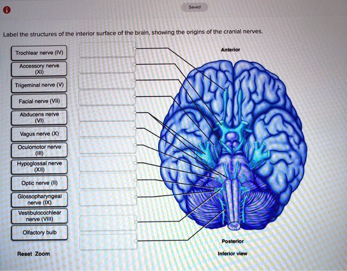 SOLVED: Label the structures of the interior surface of the brain ... SOLVED: Label the structures of the interior surface of the brain ...