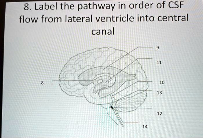 8 label the pathway in order of csf flow from lateral...