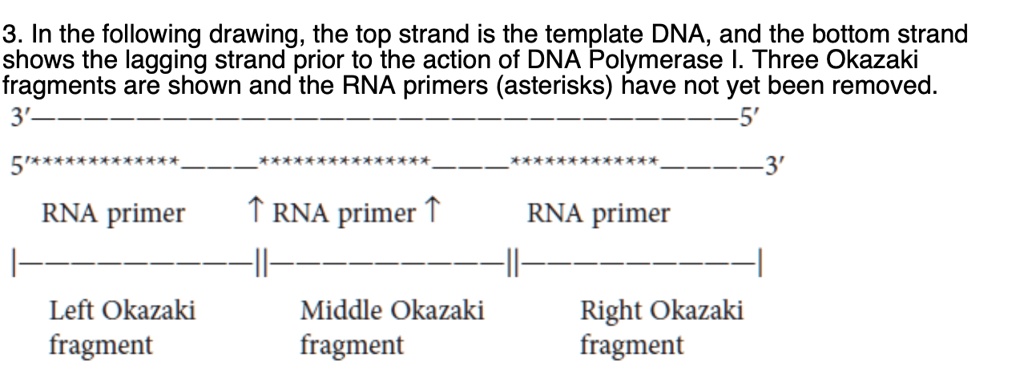 SOLVED: Let’s consider how DNA ligase connects the left Okazaki ...
