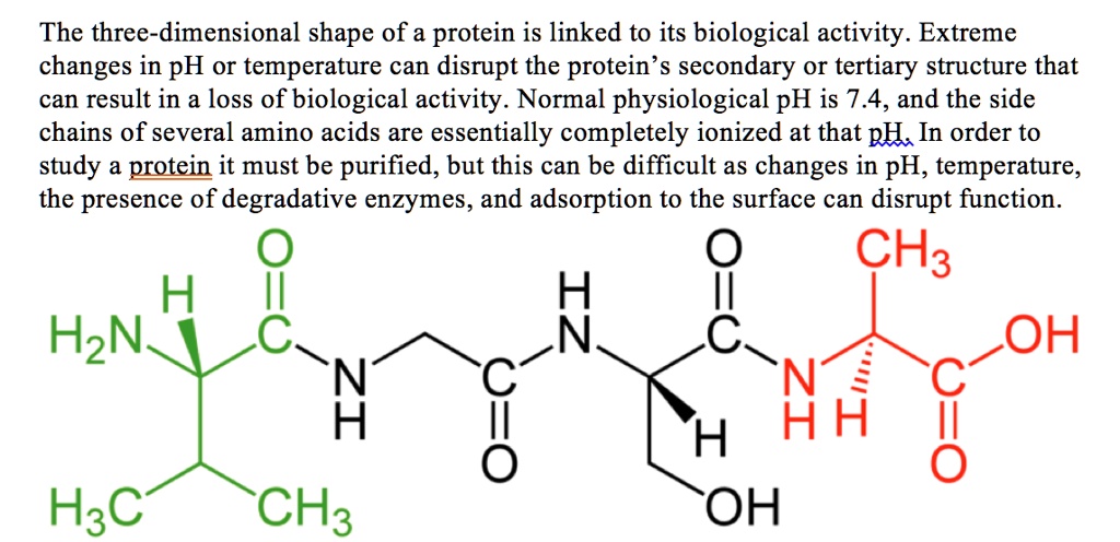 SOLVED: The three-dimensional shape of a protein is linked to its biological activity. Extreme ...