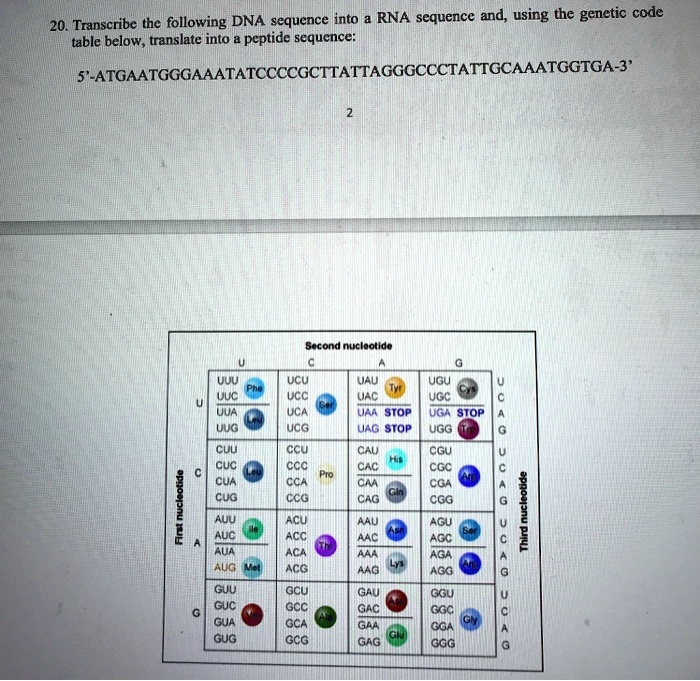 20. Transcribe the following DNA sequence into a RNA...