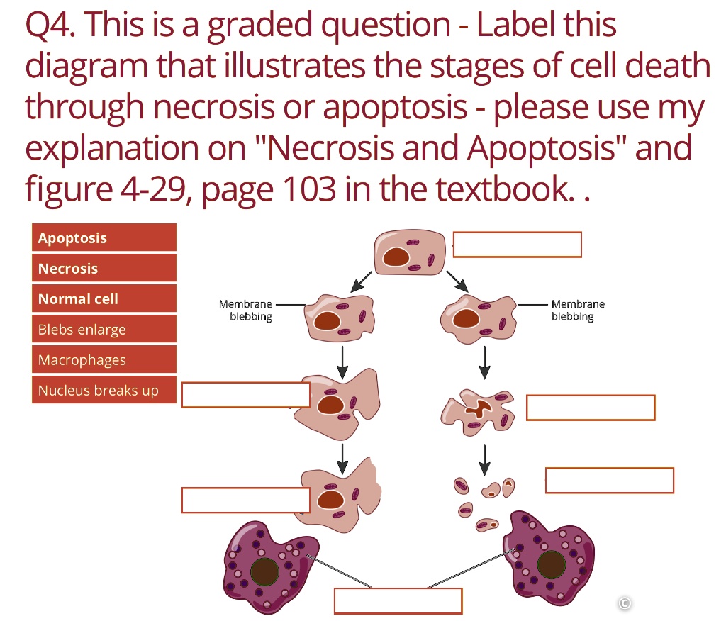 Stages of Cell Death Q4. This is a graded question - Label this diagram ...
