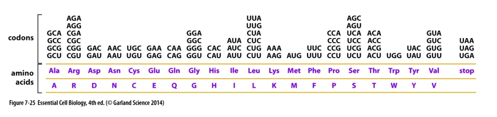 AGA UUA AGG UUG AGC AGU GCA CGA codons GCC CGC GGA GGC CUA CCA UCA ACA GUA AUA CUC CCC UCC ACC ...