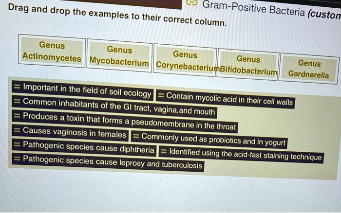 Gram-Positive Bacteria (custom Drag and drop the examples to their ...