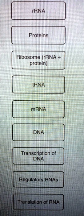 SOLVED: rRNA Proteins Ribosome (rRNA protein) tRNA mRNA DNA Transcription of DNA Regulatory RNAs ...