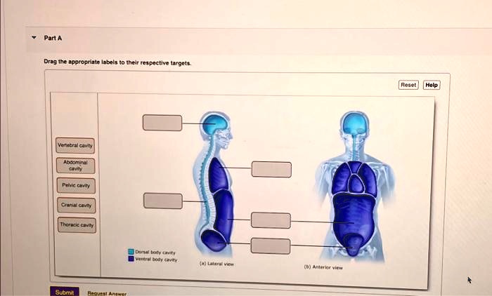 Texts: Part A Drag the appropriate labels to their respective targets ...