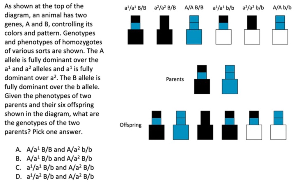 As shown at the top of the diagram, an animal has two genes, A and B ...