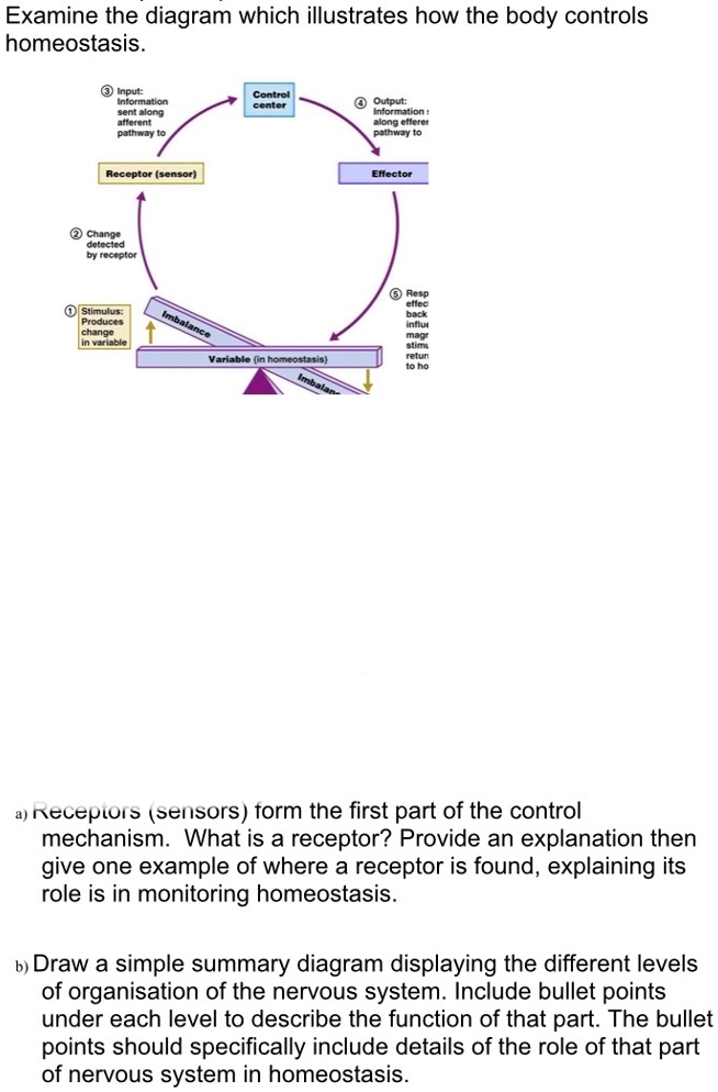 Examine the diagram which illustrates how the body controls homeostasis ...