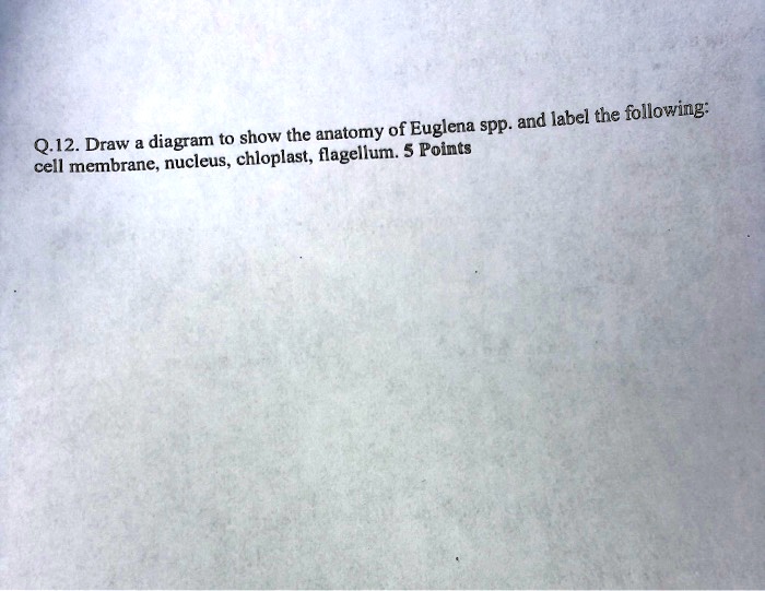 SOLVED: And label the following to show the anatomy of Euglena spp: 0. ...