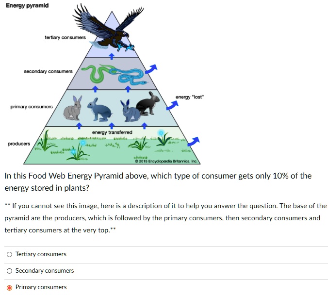 SOLVED: Energy pyramid tertary consumers 36condon consunans enengy Fost ...