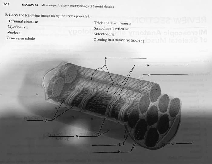 SOLVED: REVIEW 12 Microscopic Anatomy and Physiology of Skeletal Muscles 3. Label the following ...