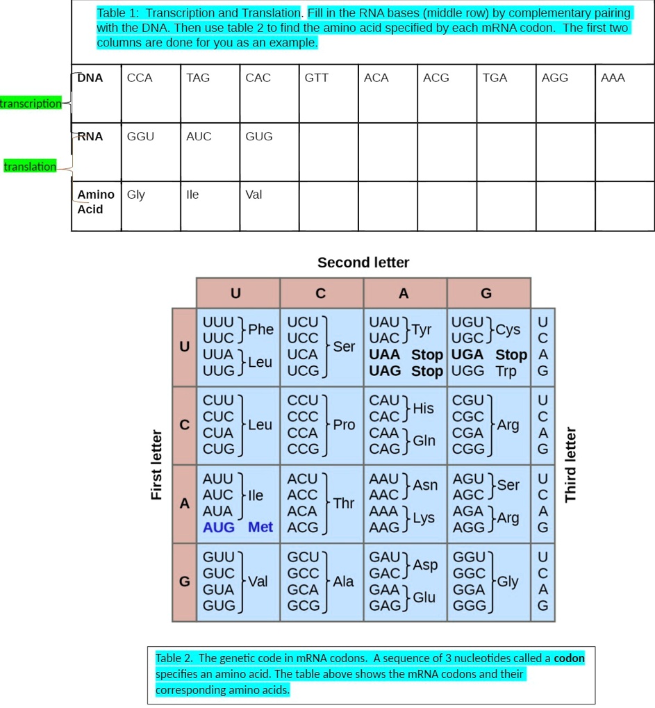 table 1 transcription and translation fill in the rna bases middle row ...