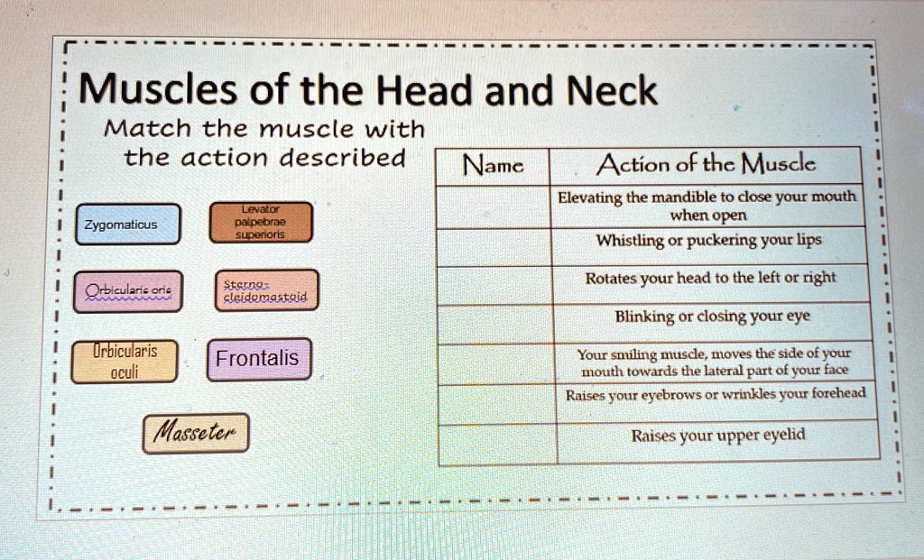 muscles of the head and neck match the muscle with the action described ...