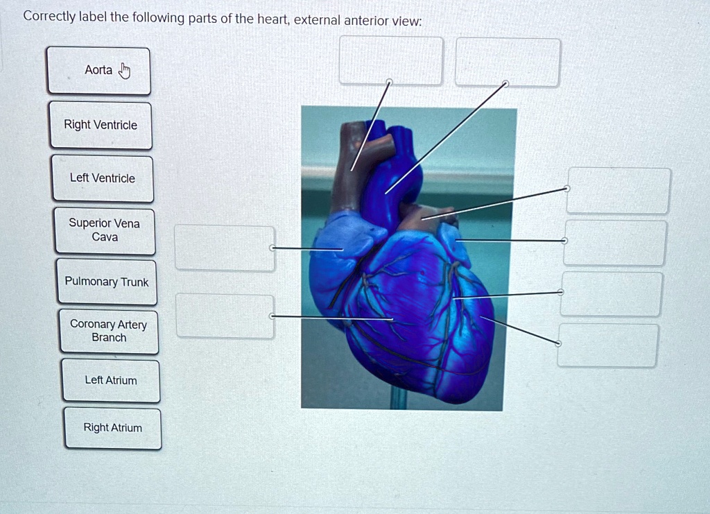 SOLVED: 'Correctly label the following parts of the heart; external anterior view: Aorta Right ...