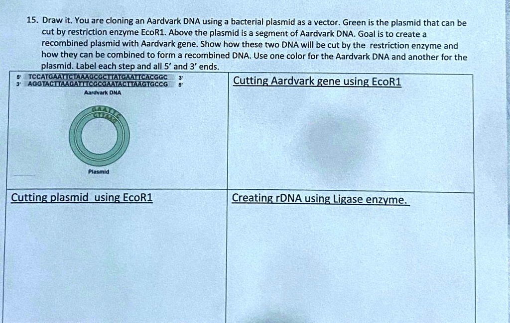 SOLVED: 15 Draw it: You are cloning an Aardvark DNA using bacterial ...