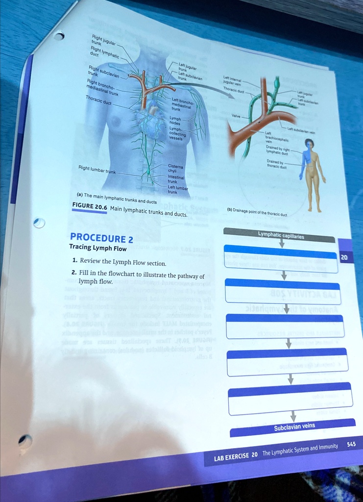 a the main lymphatic trunks and ducts figure 206 main lymphatic trunks ...