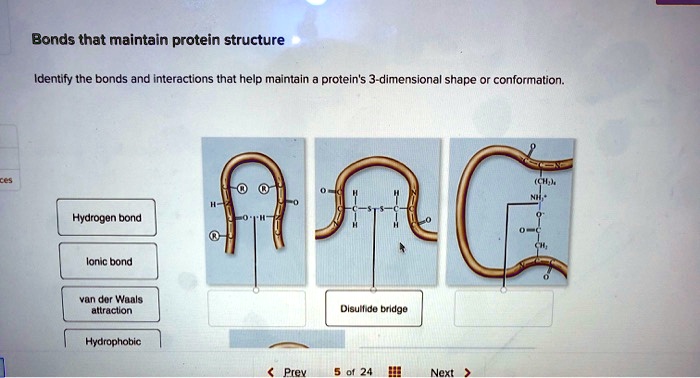 bonds that maintain protein structure identify the bonds and ...