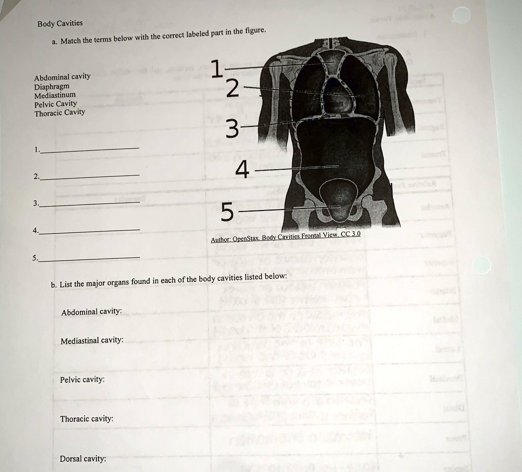 Body Cavities a. Match the terms below with the correct labeled part in ...