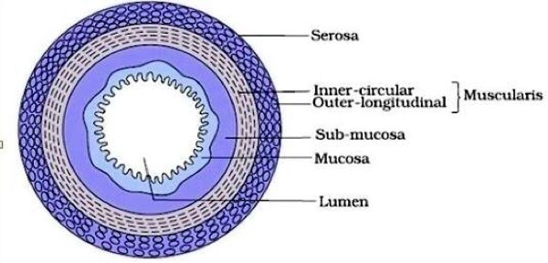 SOLVED: The inner circular layer of muscularis is actually longitudinal ...