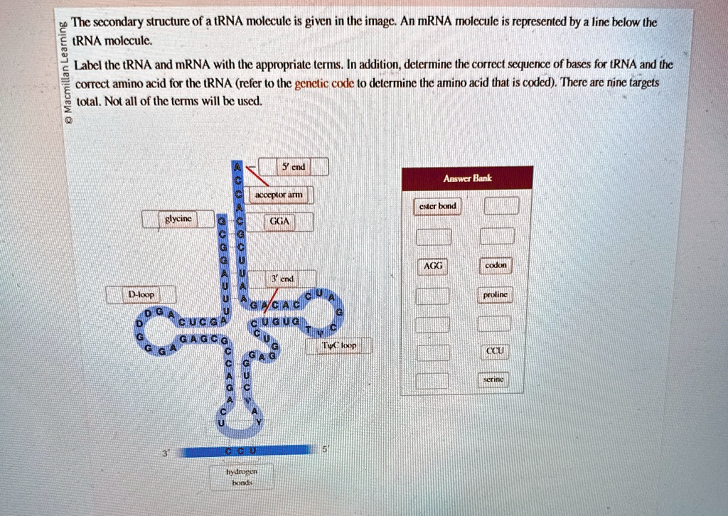 the secondary structure of a trna molecule is given in the image an ...