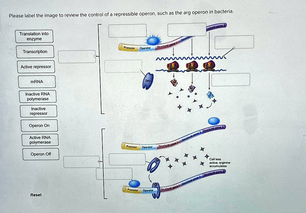 Please label the image to review the control of a repressible operon ...