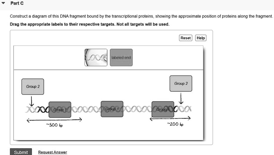 part construct diagram of this dna fragment bound by the transcriptional proteins showing the ...
