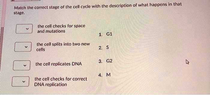 Match the correct stage of the cell cycle with the...