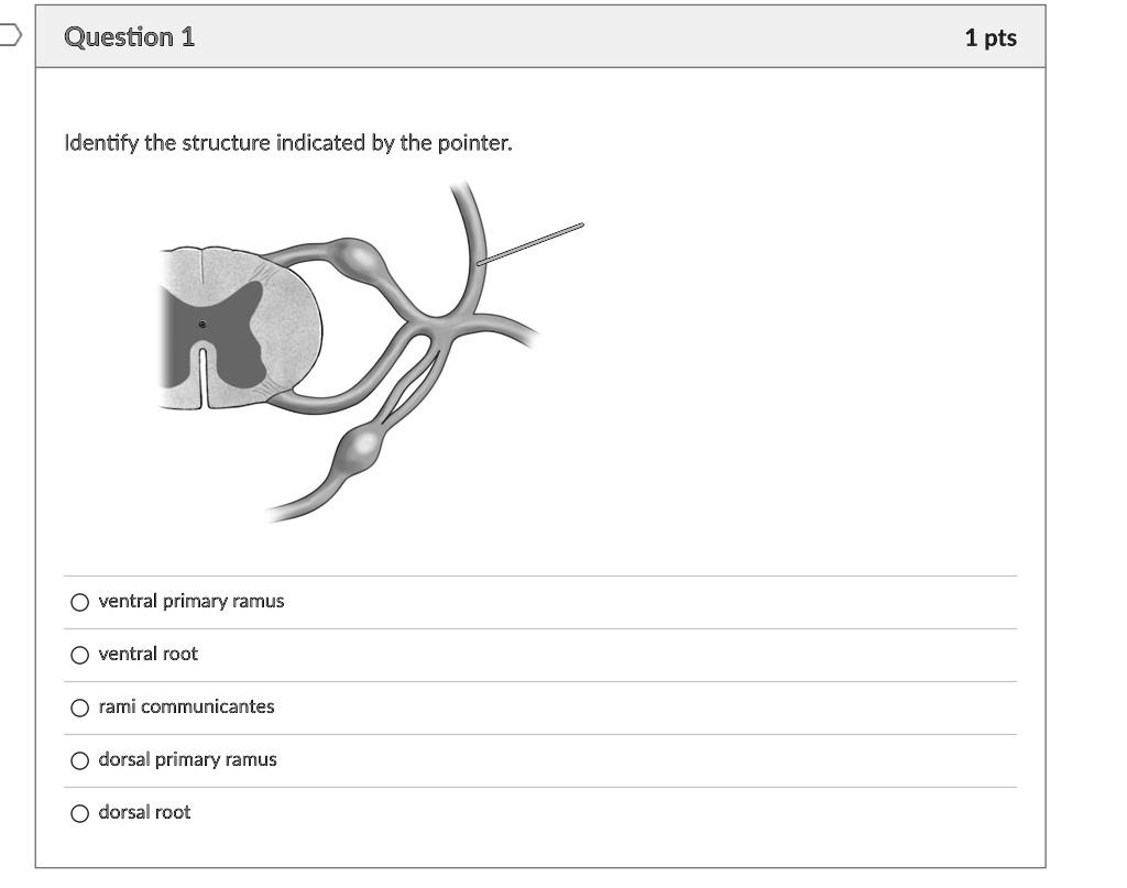 Question 1 Identify the structure indicated by the pointer. ? ventral primary ramus ? ventral ...