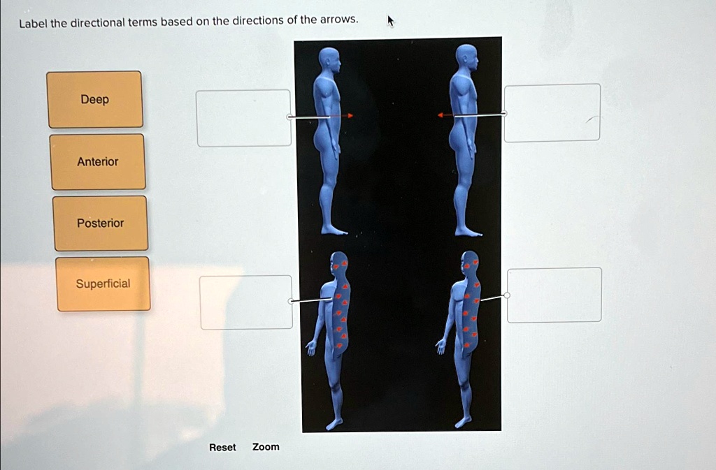 Label the directional terms based on the directions of the arrows. Deep Anterior Posterior ...