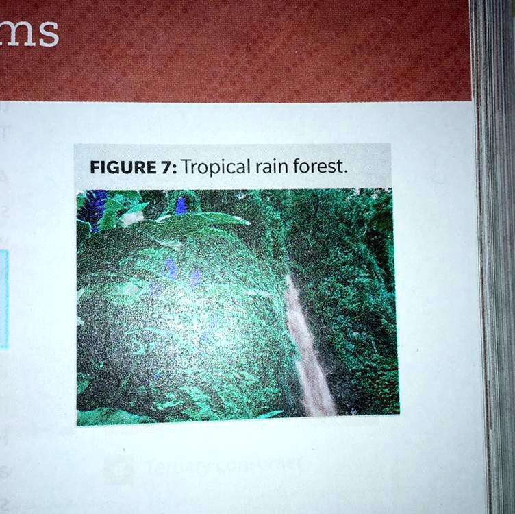 SOLVED: 'describe two ways that energy and matter flow in the tropical ...