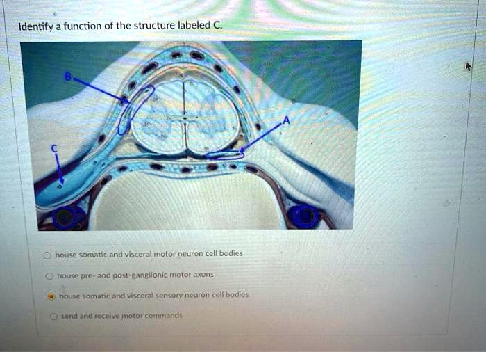 SOLVED: identify a function of the structure labeled C house somatic and visceral motor neuron ...