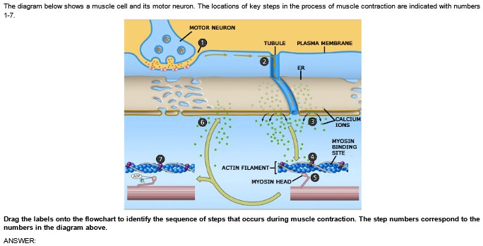 The diagram below shows a muscle cell and its motor neuron. The ...