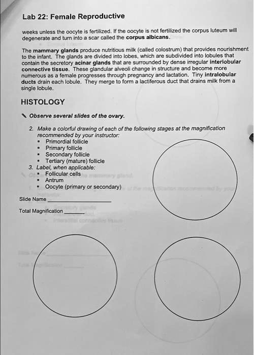 SOLVED: Lab 22: Female Reproductive System The female reproductive ...