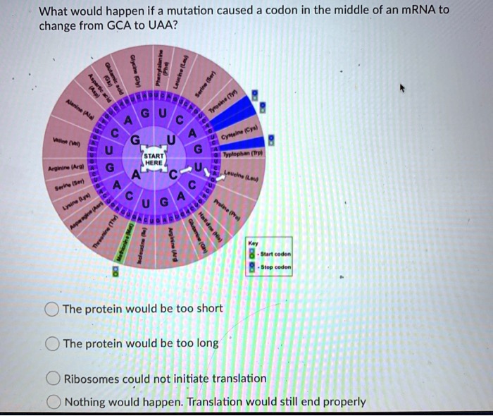 what would happen if a mutation caused a codon in the middle of an mrna to change from gca to ...