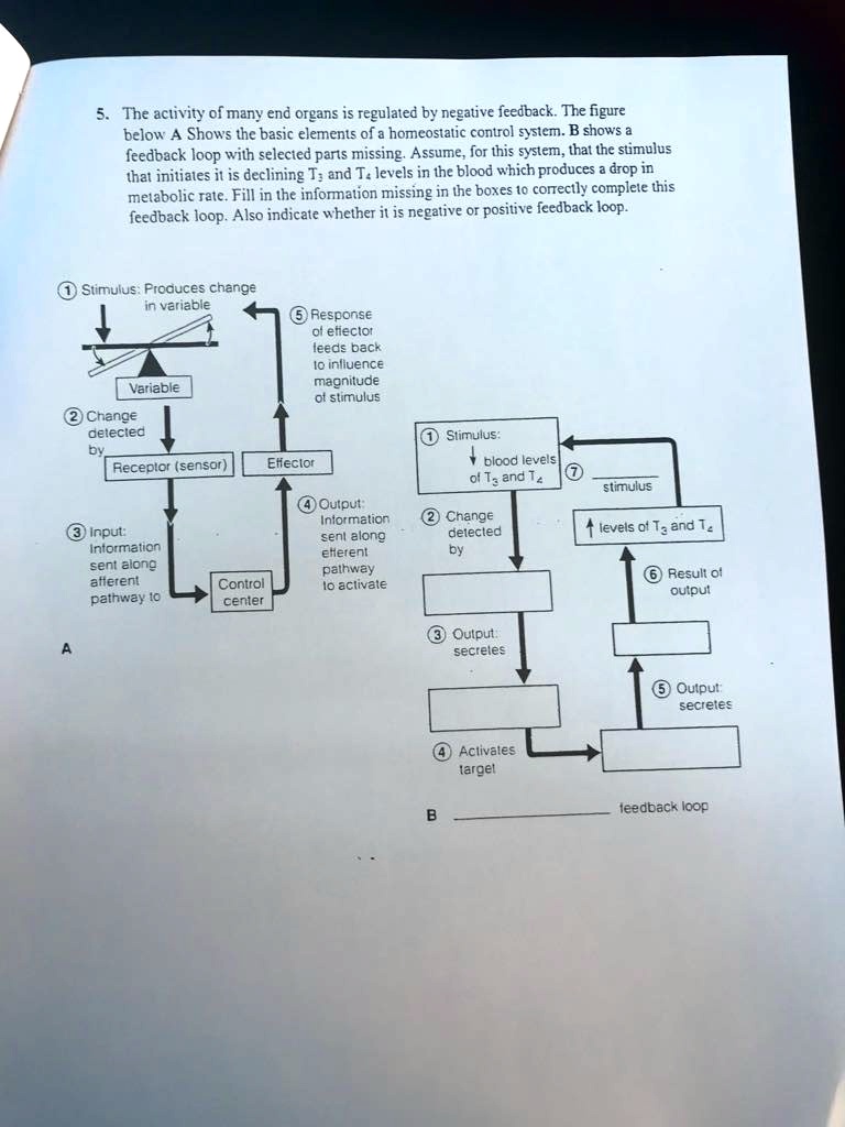 Solved The Activity Of Many End Organs Is Regulated By Negative