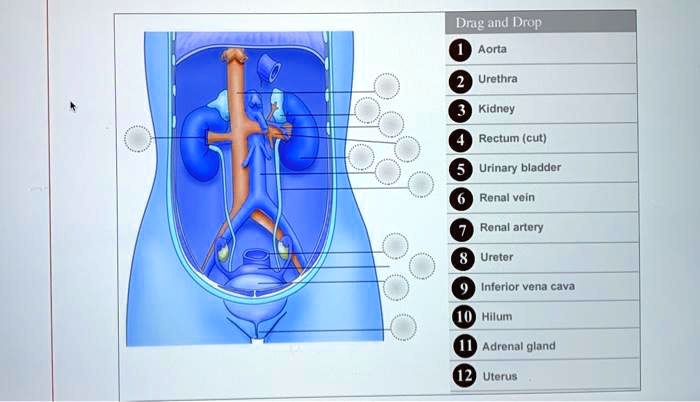 drag and drop aorta urethra kidney rectum cut urinary bladder renal vein renal artery ureter ...