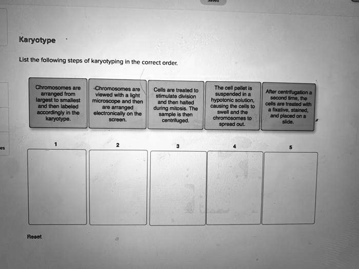 List the following steps of karyotyping in the correct order ...