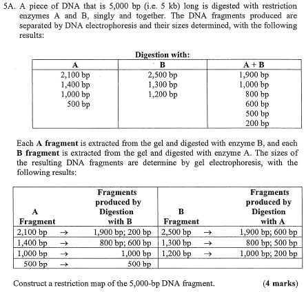 5A. A piece of DNA that is 5,000 bp (i.e. 5 kb) long is...